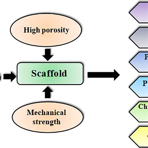 Properties And Types Of Scaffolds For Tissue Engineering Download
