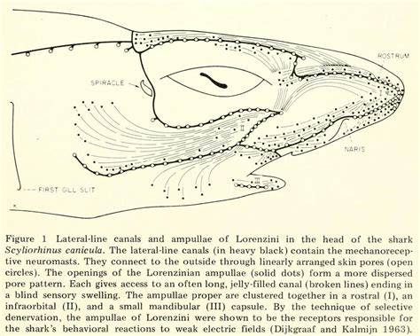 Scientific Illustration Lateral Line Canals And Ampullae Of Lorenzini