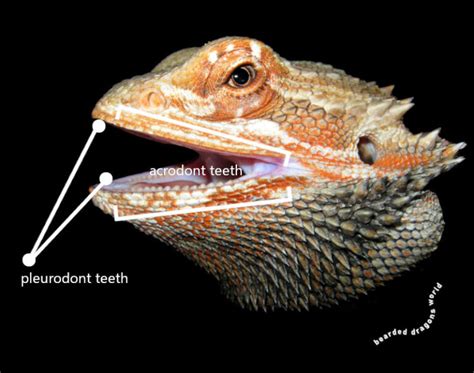 Bearded Dragon Teeth Color