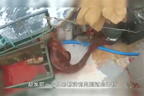 渔民捕到一条“怪鱼”，养了十几年都不舍得吃，专家看后脸色大变