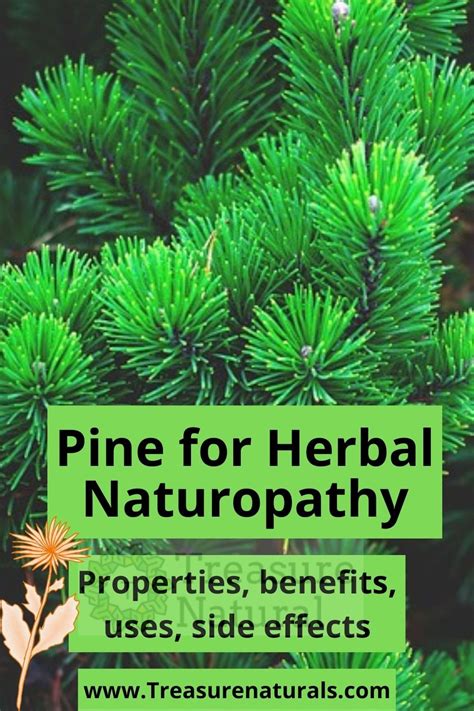 Pine For Herbal Naturopathy Properties Benefits Uses Side Effects
