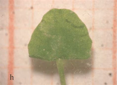 The First Unifoliate Leaf Shape A Obcordate In Trifoium Michelianum