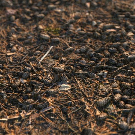 Pine Undergrowth Material 01 3d Model For Vray Corona