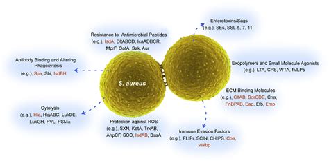Figure 3 From Pathogenesis Of Staphylococcus Aureus Abscesses