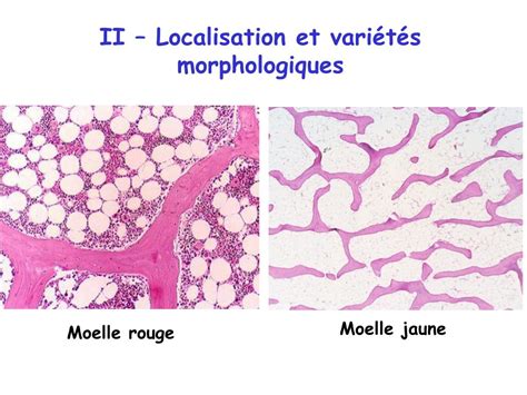 Ppt La Moelle Osseuse Hematopoietique Powerpoint Presentation Free