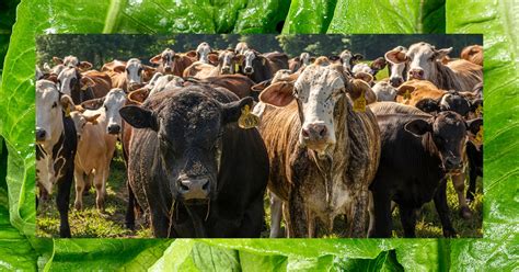 At Least Three Recent E Coli Outbreaks In Lettuce Linked To Nearby Cattle