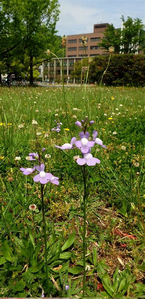 GWの花岡大構内 5 マツバウンラン赤花夕化粧ブタナニワゼキショウヘラオオバコ 楽天版じぶん更新日記 楽天ブログ