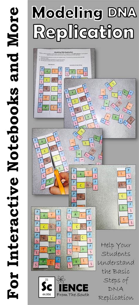 Dna Replication Paper Model
