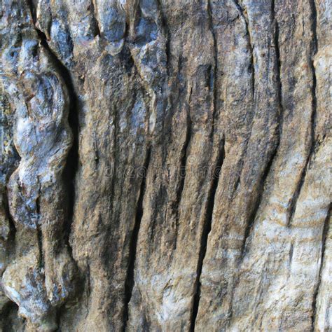 Texture Longitudinal Section Of An Old Tree Stock Image Image Of