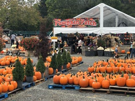 Best Georgia Pumpkin Patches Halloween Events 2020 Across Georgia Ga Patch