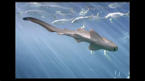 ‘virgin Birth Reported In Endangered Zebra Shark At Shedd Aquarium