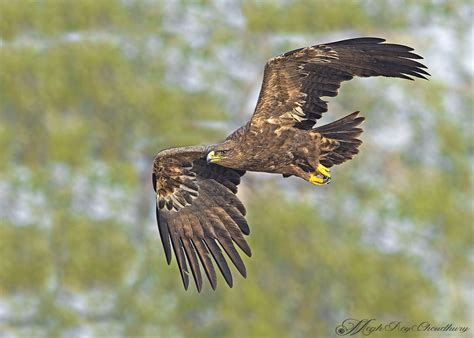 The Majestic Steppe Eagle Megh Roy Choudhury
