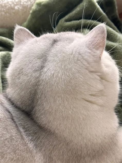 Uber Oa Interview Experience Full Review｜real Questions Tips