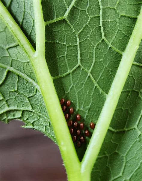 Who Are These Eggies Rbugidentification