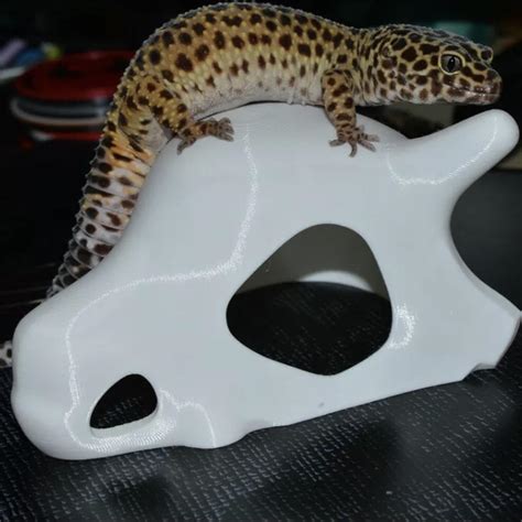 Cubone Pokémon Reptile Invertebrate Hide 22cm Depop