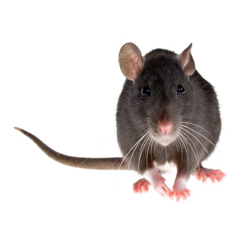 Rat Rodent Wildlife Control Attic Cleaning Service