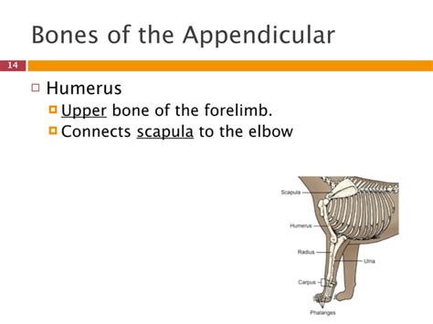 Skeletal System Introduction PPT