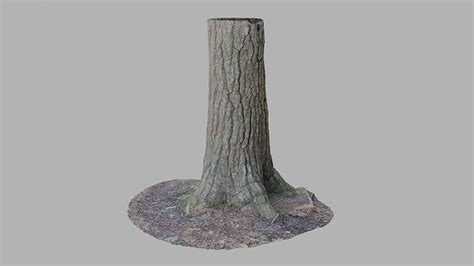 Conifer Tree Trunk Photoscan 3d Model Varying Lod Free Vr Ar