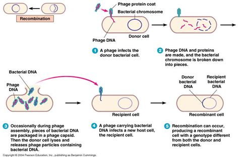 Gene Transfer In Bacteria Transformation Transduction And Conjugation