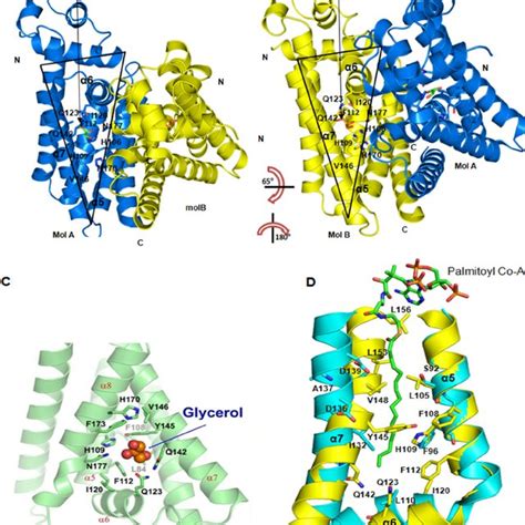 Structural View Of Ligand Binding Pocket A And B The Open And Opposite
