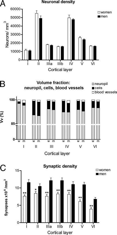 Gender Differences In Human Cortical Synaptic Density Pnas