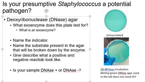 Answered Is Your Presumptive Staphylococcus A… Bartleby