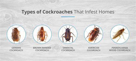 Wood Roach Life Cycle Snorkelling Log Book Picture Show