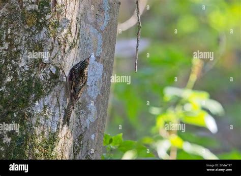 Bar Tailed Treecreeper Or Himalayan Tree Creeper Certhia Himalayana