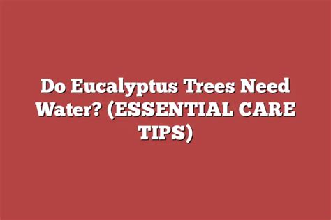 Do Eucalyptus Trees Need Water Essential Care Tips Tree Pursuits