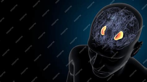 Premium Photo Human Brain And Spinal Cord Anatomy 3d Illustration