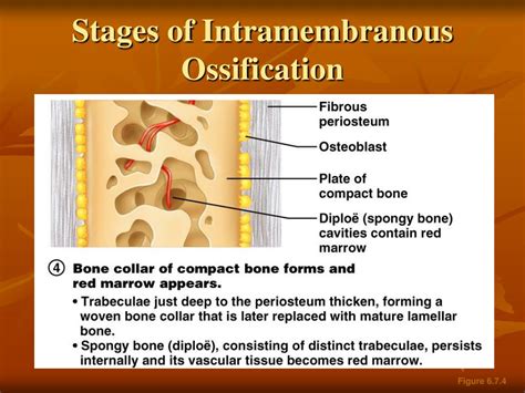 Ppt Stages Of Intramembranous Ossification Powerpoint Presentation