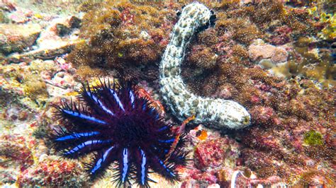 Aware Fish Identification Diving In Phuket Thailand Diversaint