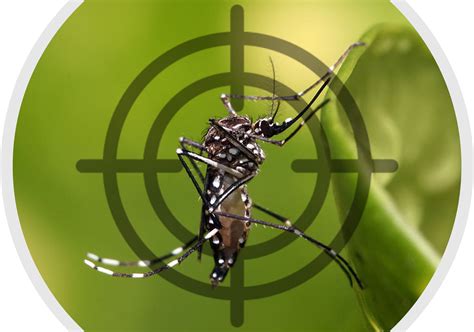 Github Mjrovaiwingbeat Mosquito Tinyml Data And Code Repository For
