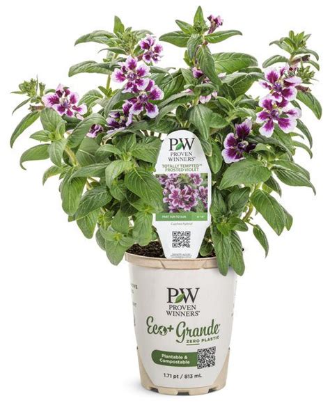 Totally Tempted™ Vivid Violet™ Cuphea Cuphea Procumbens Pleasant View Gardens