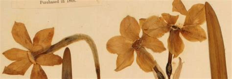 Cambridge University Herbarium University Of Cambridge Museums
