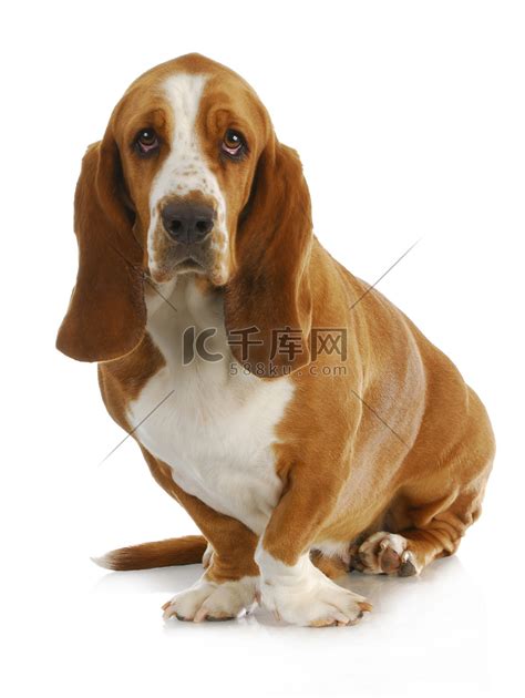 巴吉度猎犬高清摄影大图 千库网