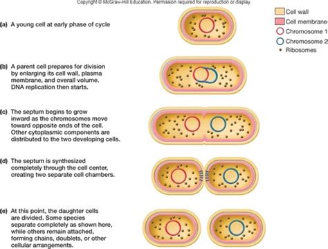 Chapter Microbial Growth Flashcards Quizlet