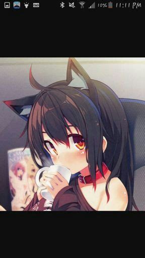 Cat Wiki Neko Amino
