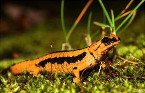 ¿cuántas Subespecies De Salamandra Común Hay En La Península Ibérica