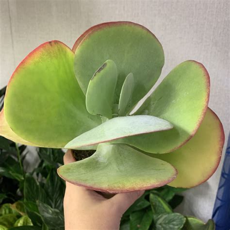 Растение Каланхоэ тирсифлора Ред Липс (Kalanchoe thyrsiflora Red Lips ...