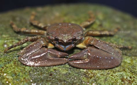 Meet Callichimaera Perplexa The Platypus Of Crabs Realclearscience