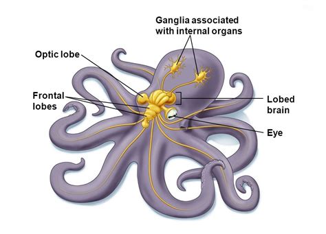 Zou Jij Niet Eens Een Cephalopod Willen Zijn