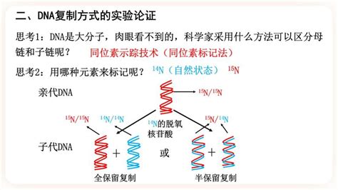 生物必修2《遗传与进化》第3节 Dna的复制精品课件ppt 教习网 课件下载