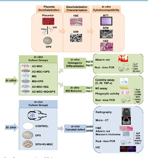 Figure 1 From Decellularized Placental Sponge A Platform For Coculture Of Mesenchymal Stem