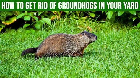 How To Get Rid Of Groundhogs In Your Yard 4 Easy Steps Get Rid Of Groundhogs Groundhog