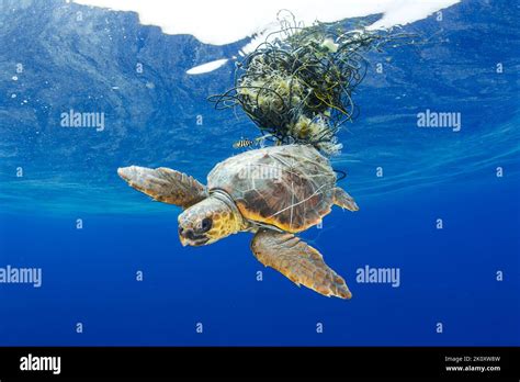 A Sea Turtle Being Freed From Its Net Prison Canary Islands These