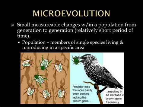 Ppt Evolution Powerpoint Presentation Id1993897