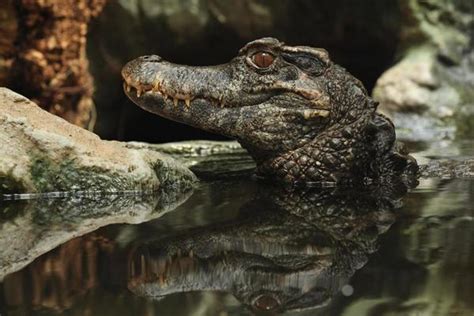 Caiman Stock Photos, Images and Backgrounds for Free Download