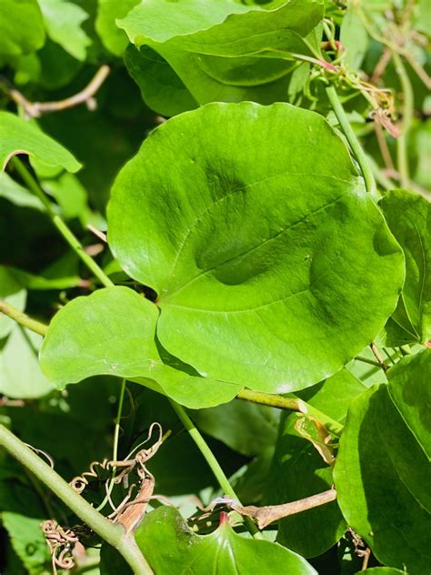 サルトリイバラの採取 新着情報 さどのめぐみっ茶
