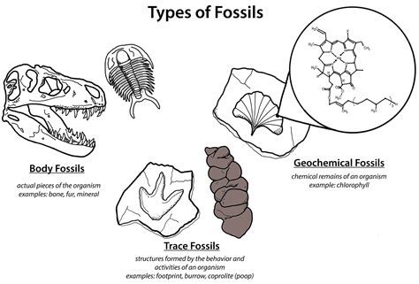 91 Types Of Fossils Geosciences Libretexts